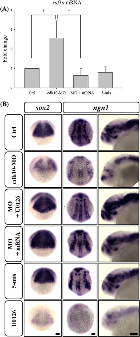 knockdown of cdk10 increased the mrna level of raf1a contributing to