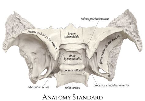 Planum Sphenoidale Anatomy