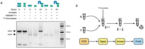 A Agarose Electrophoresis Of Optimisation With Overnight T7