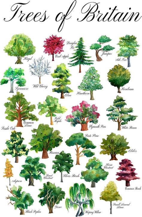 Hewsons Gifts Trees Of Britain Watercolour Wildlife Print Print For Home Wildlife Nature