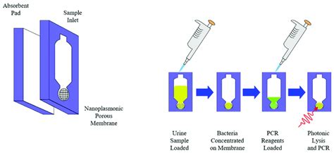 Cartridge Based Diagnostic Assay For Urinary Tract Infections Utis Download Scientific