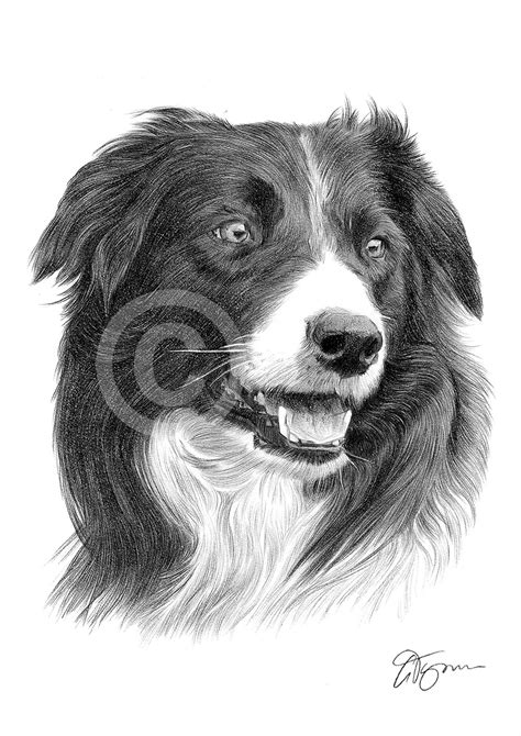 Pencil Drawing Of Border Collie Pencil Sketch Portraits