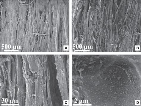Figure 1 From Mussel Inspired Polydopamine Mediated Surface Modification Of Freeze Cast Poly ε
