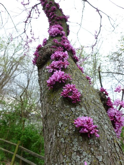 Best Images About Flowering Red Bud Tree On Pinterest Trees And Shrubs Trees And Front Yards