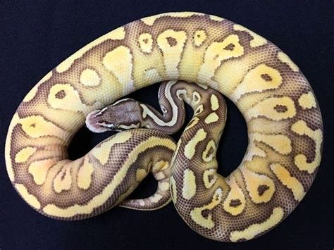 Pastel Butter Vanilla Ghost Ball Python Ali Reptiles