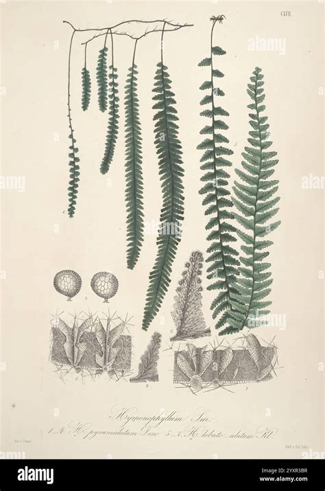 Prominently Featuring Different Leaf Structures Hi Res Stock