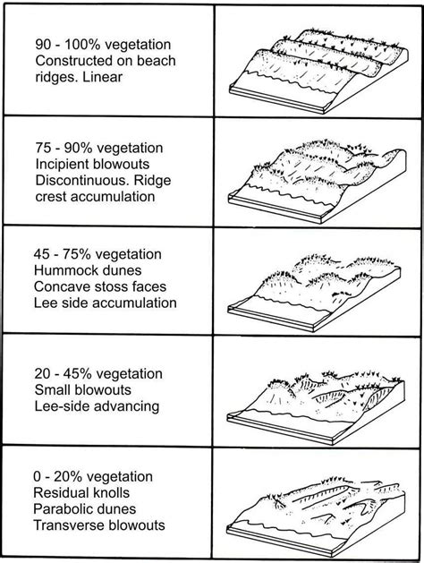 9 Classification Of Coastal Dunes Based On The Percentage Of Download Scientific Diagram