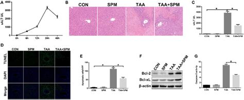 Spermine Spm Pretreatment Attenuates Thioacetamide Taa Induced