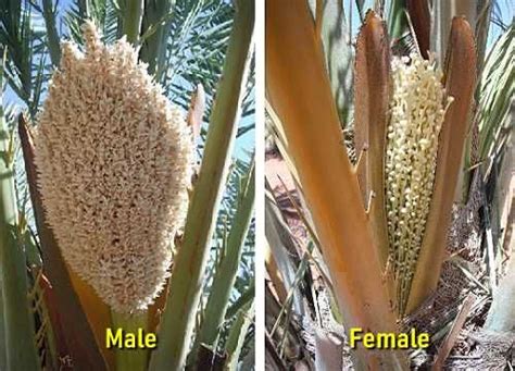 Difference Between Male And Female Date Palm Trees Fruit Tree