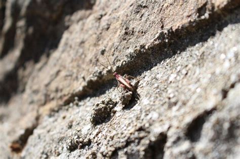 Premium Photo Close Up Of Insect On Tree Trunk