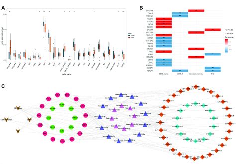 Construction Of An Immune Cell Associated Cerna Network A