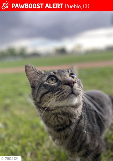 Pueblo Co Lost Male Cat Kaddy Is Missing Pawboost