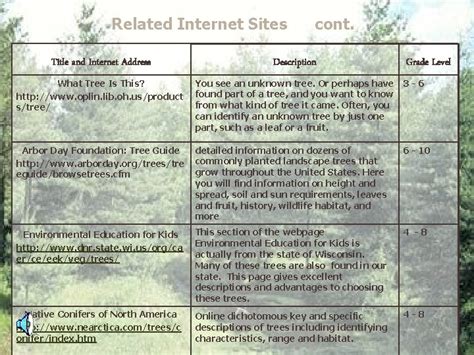 Using A Dichotomous Key To Identify Coniferous Trees