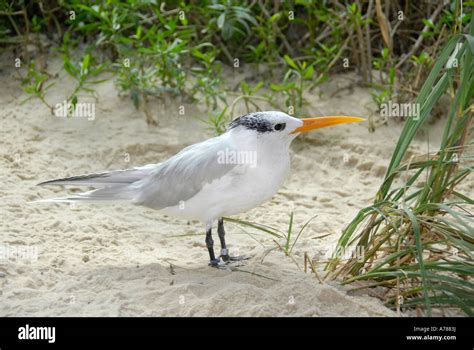 Female Royal Terns On Display At The Florida Aquarium In Tampa Florida