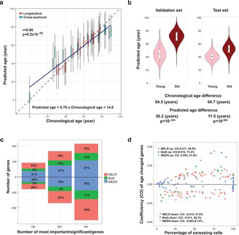 Estimating The Age Of Individual Cd8⁺ T Cells Based On Their
