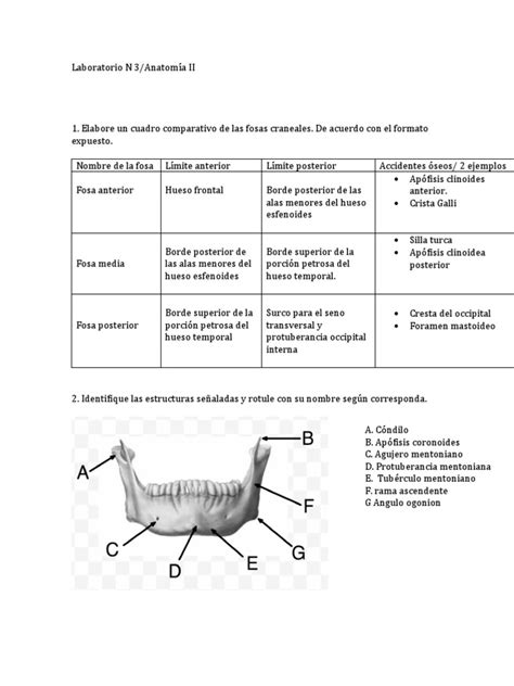 Comparativa De Fosass Craneales Y Mandibulares Pdf Sistema