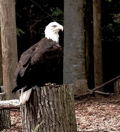 Aged Bald Eagle Photograph By Ann Wj White Pixels