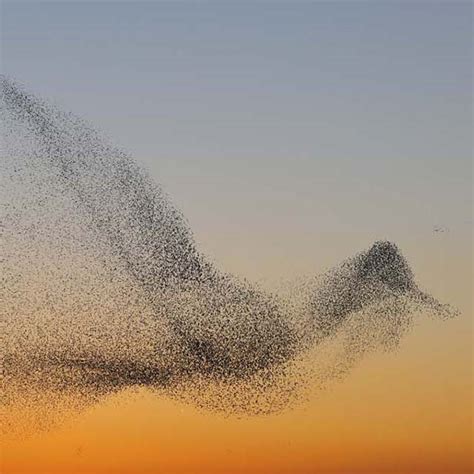 Murmurations Of Elliptic Curves Lims