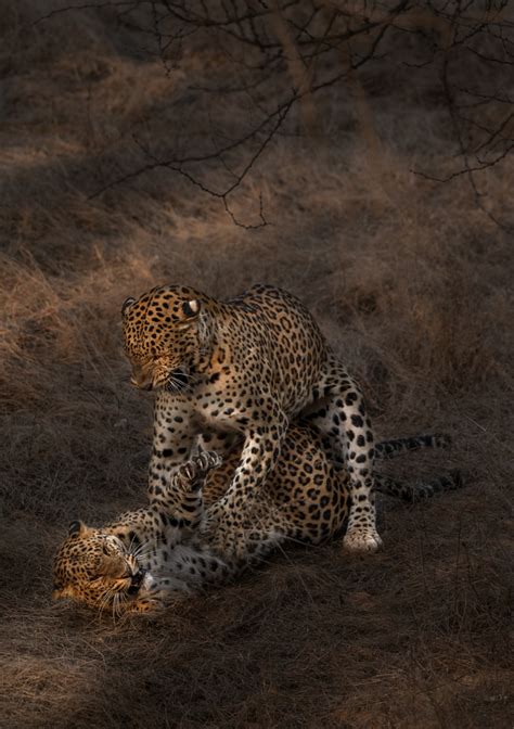 Leopard Mating Jayanta Guha