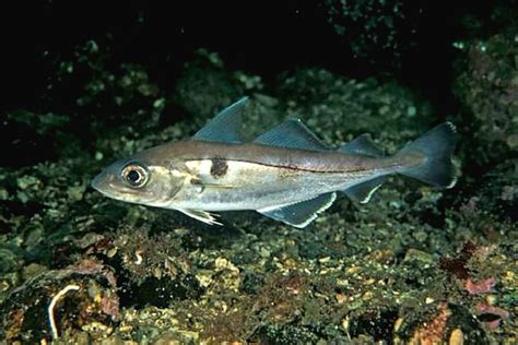 Haddock Noor Seafood