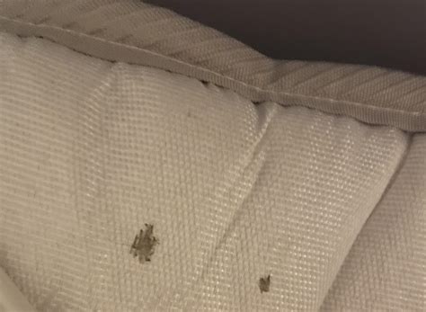 Bed Bugs R Bedbugs