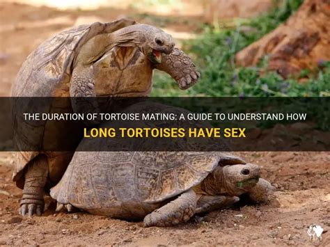 The Duration Of Tortoise Mating A Guide To Understand How Long Tortoises Have Sex PetShun