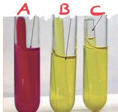 Fiszki Fermentation Of Carbohydrates Test Quizlet