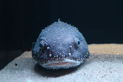 Blobfish In Deep Water Blobfish Facts Msav