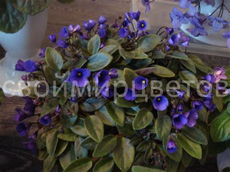 Фиалка Vallarta Campanas Moradas трейлер — Коллекция и селекция ...