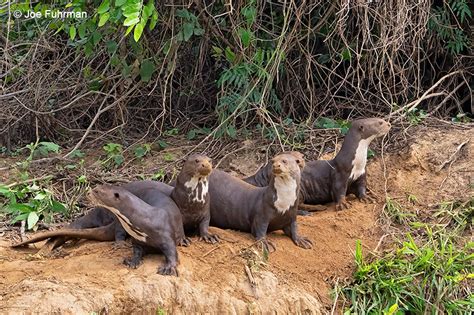 Giant River Otter Joe Fuhrman Photography