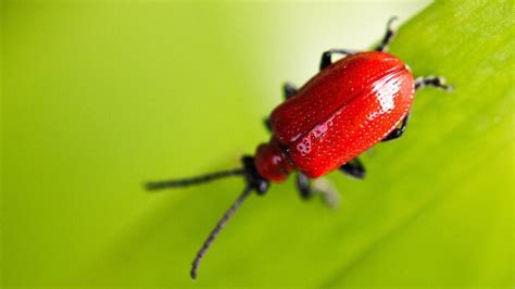 Insect Exoskeleton Insectsexplained Exoskeleton Suit Gives Workers