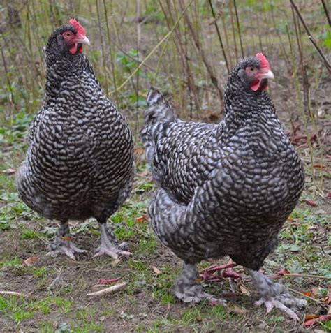 Chicken Breed Focus - Maline | BackYard Chickens