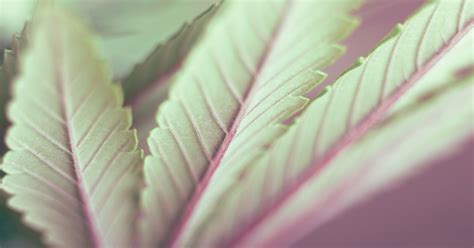 Your Bodys Own Cannabinoid Molecules Calm You During Stress