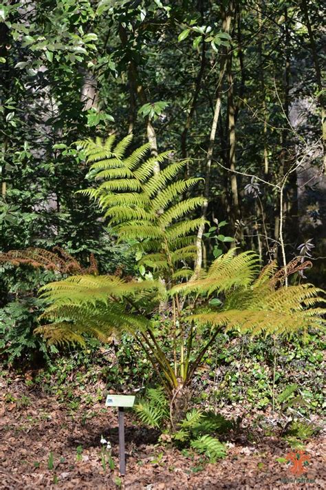Cyathea Lunulata Copel
