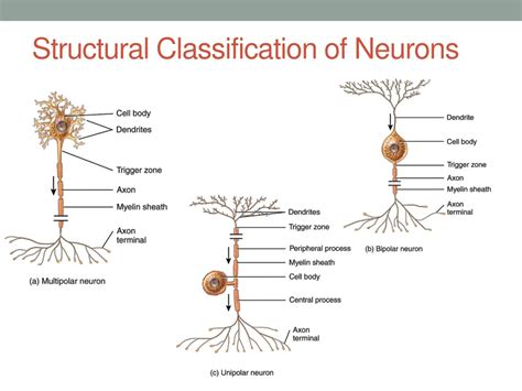 Ppt Nervous System Introduction Powerpoint Presentation Free Download Id 8793110