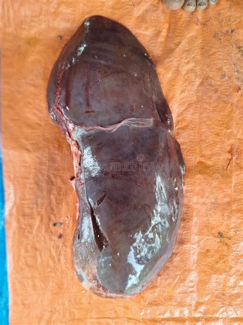 Beef Liver Or Beef Offal Is Rich In Nutrients Stock Image Image Of