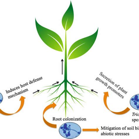 1 Schematic Representation Of Trichoderma Plant Interactions Download