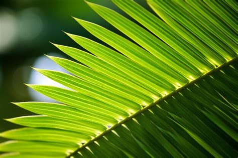 Premium Photo Free Imagejpeg Resolution X File Size Mb Coconut Leaf Green Tropical Palm