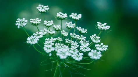 Nature Wallpaper Computer