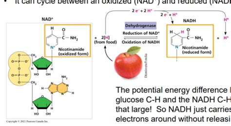 Catabolic Pathways Pt 1 Flashcards Quizlet