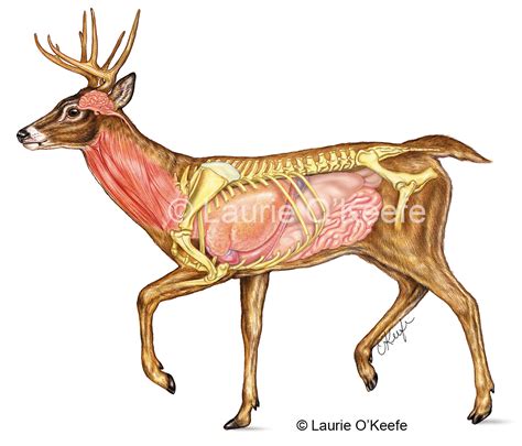 Deer Anatomy Muscles At Alyssa Corrie Blog