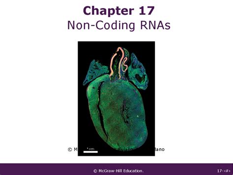 Chapter Sum Ch Slides Chapter Non Coding RNAs Mauro Giacca Ana Eulalio Miguel