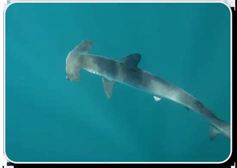 Smooth Hammerhead Facts Size Behavior Diet Pictures
