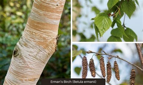 16 Types Of Birch Trees Leaves Bark Flowers Identification Meaning
