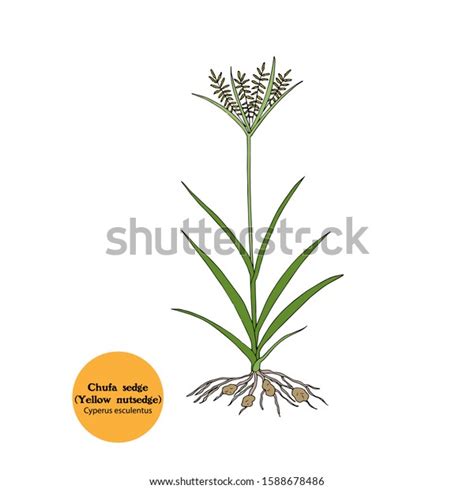 9 Yellow Nutsedge Root Stock Vectors And Vector Art Shutterstock