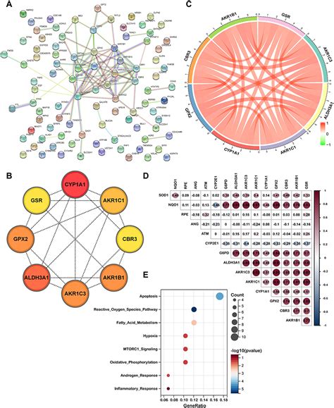 Hub Genes Of Airway Epithelial Cells Copd