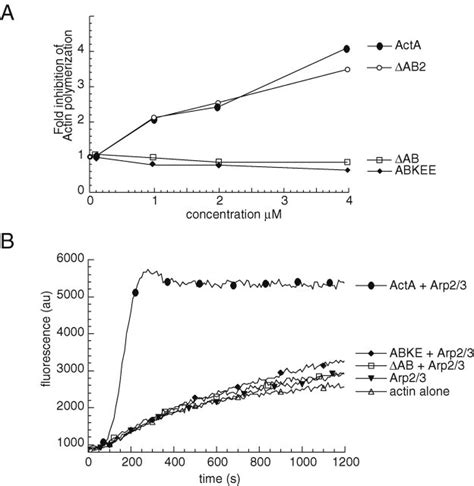 Effects Of Mutations In The Actin Monomer Binding Region Of Acta A