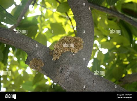 Adventitious Or Aerial Roots On Trunk And Branches Of Plumeria Tree Plumeria Obtusa During