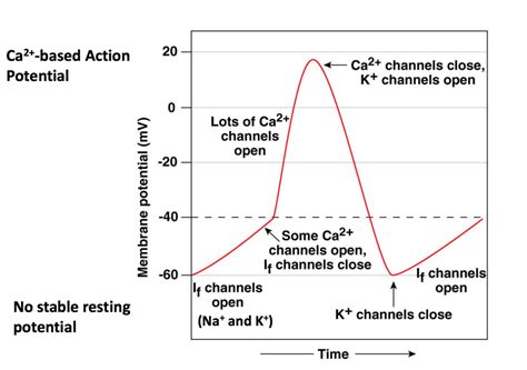 Lecture 13 Conduction Pathways Contractility Diagram Quizlet