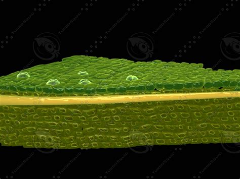 Mesophyll Cells Plant 3d Model